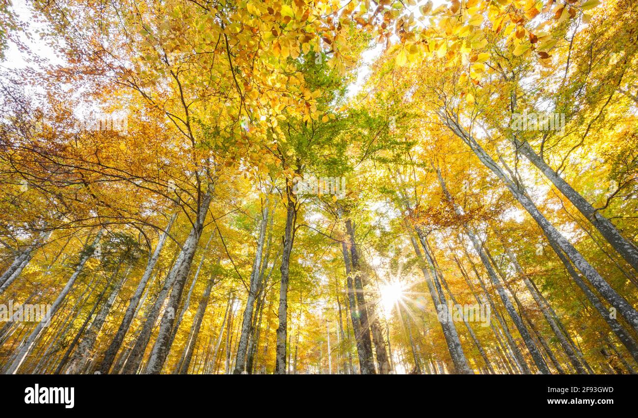 foliage inside an Italian forest at fall Stock Photo - Alamy