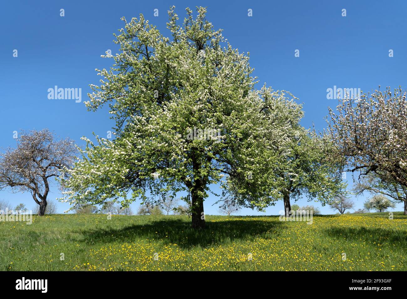 Large blooming pear tree in an idyllic orchard Stock Photo - Alamy