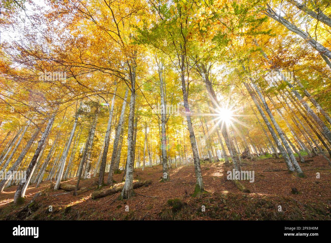 foliage inside an Italian forest at fall Stock Photo - Alamy