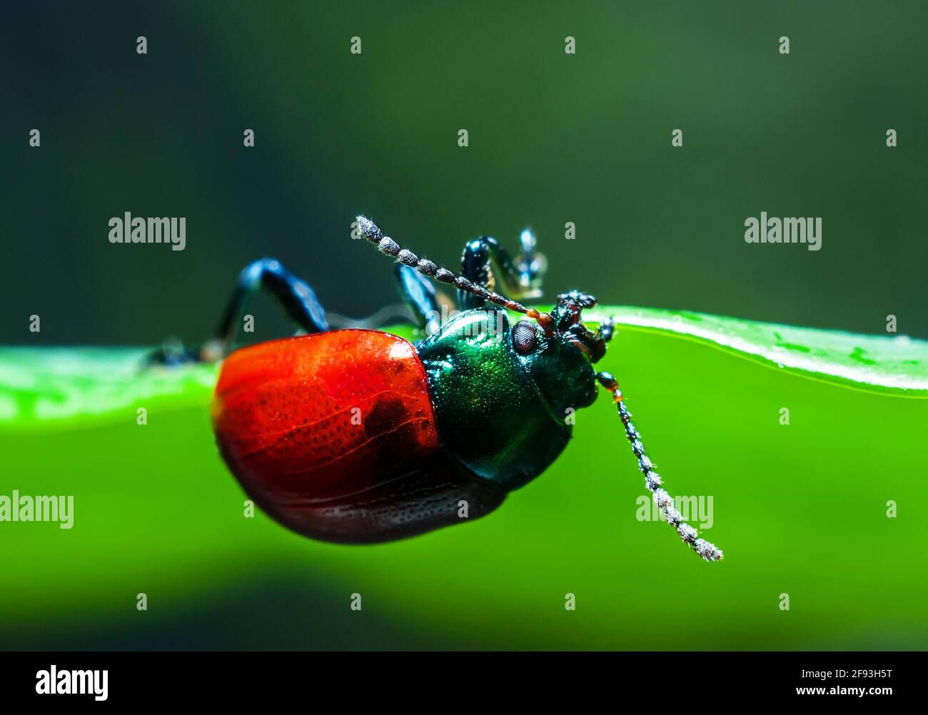 the bug with red wings and the green head creeping on a green leaf ...