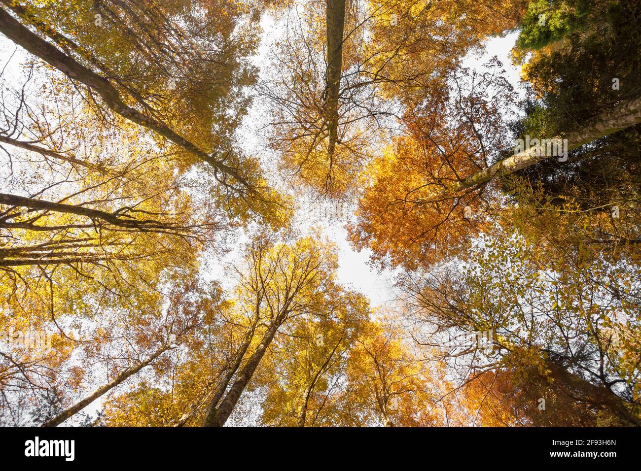 foliage inside an Italian forest at fall Stock Photo - Alamy