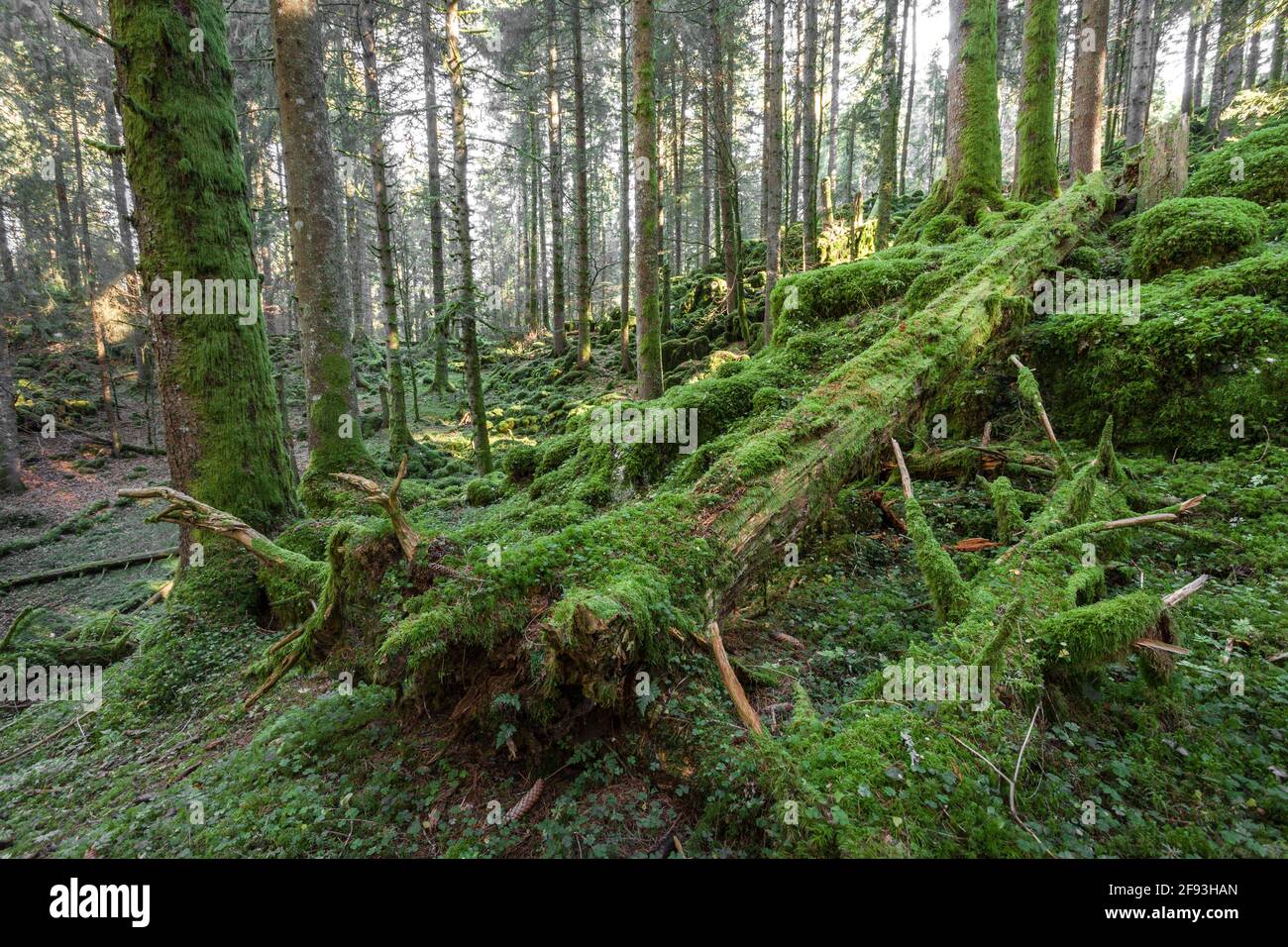 green moss over an old pine tree inside the forest Stock Photo - Alamy