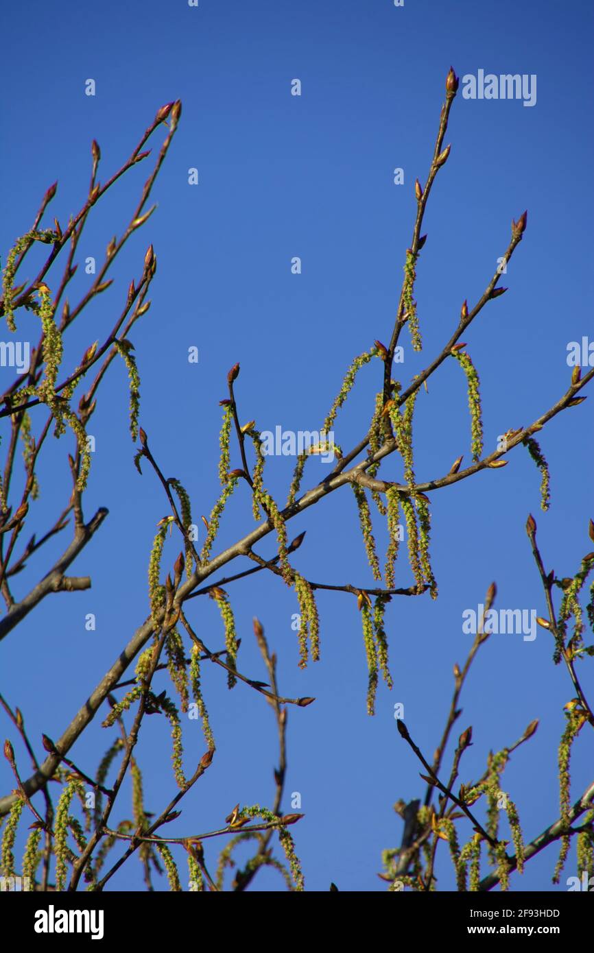 Flower poplar populus nigra hi-res stock photography and images - Alamy