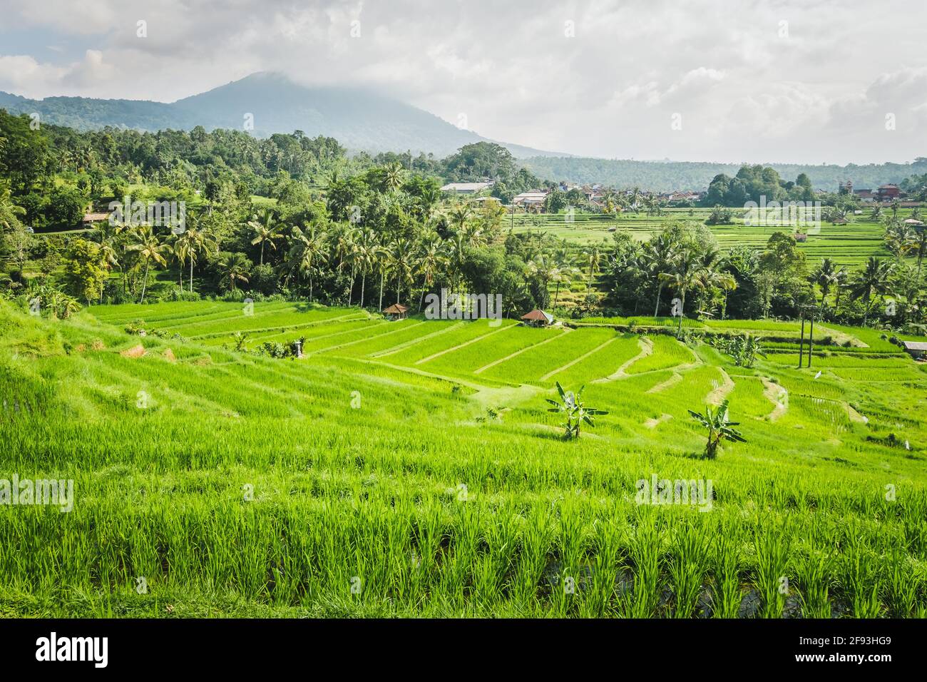 The rice fields in Bali Stock Photo - Alamy