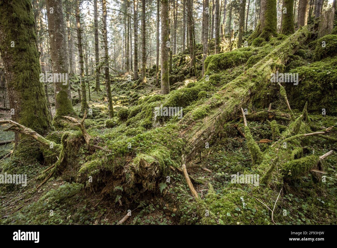 green moss over an old pine tree inside the forest Stock Photo - Alamy