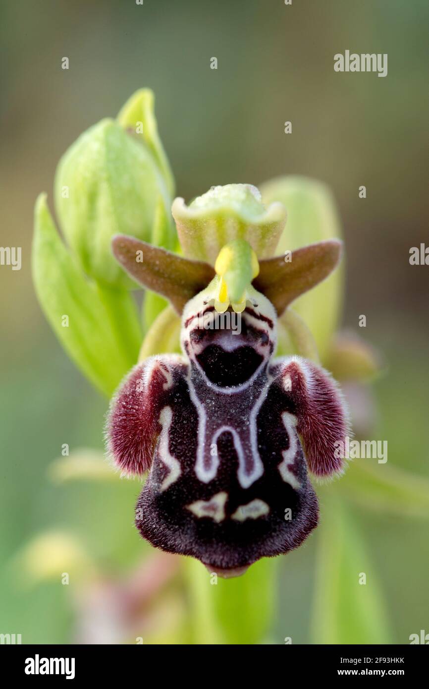 Very rare, endemic Cyprus bee-orchid (Ophrys kotschyi) on xerothermic ...