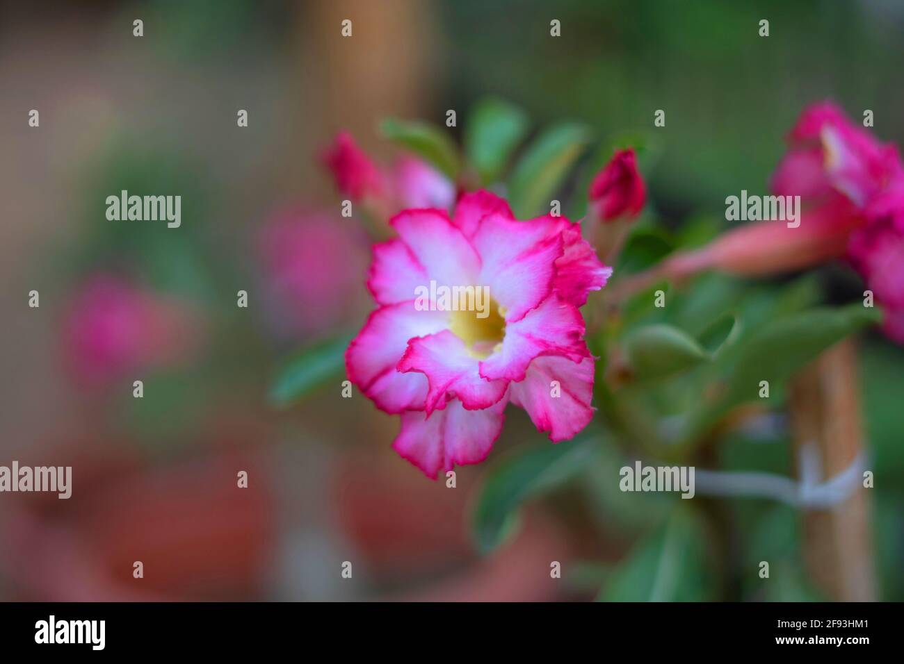 Desert rose double flower, Pink and white, Adenium obesum, India Stock ...