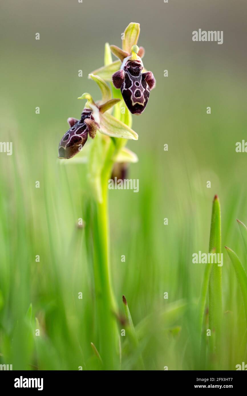 Very rare, endemic Cyprus bee-orchid (Ophrys kotschyi) on xerothermic ...