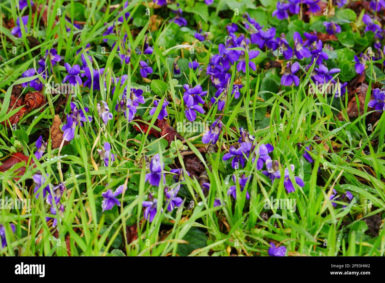 purple fragrant violets in march between green grass Viola odorata ...