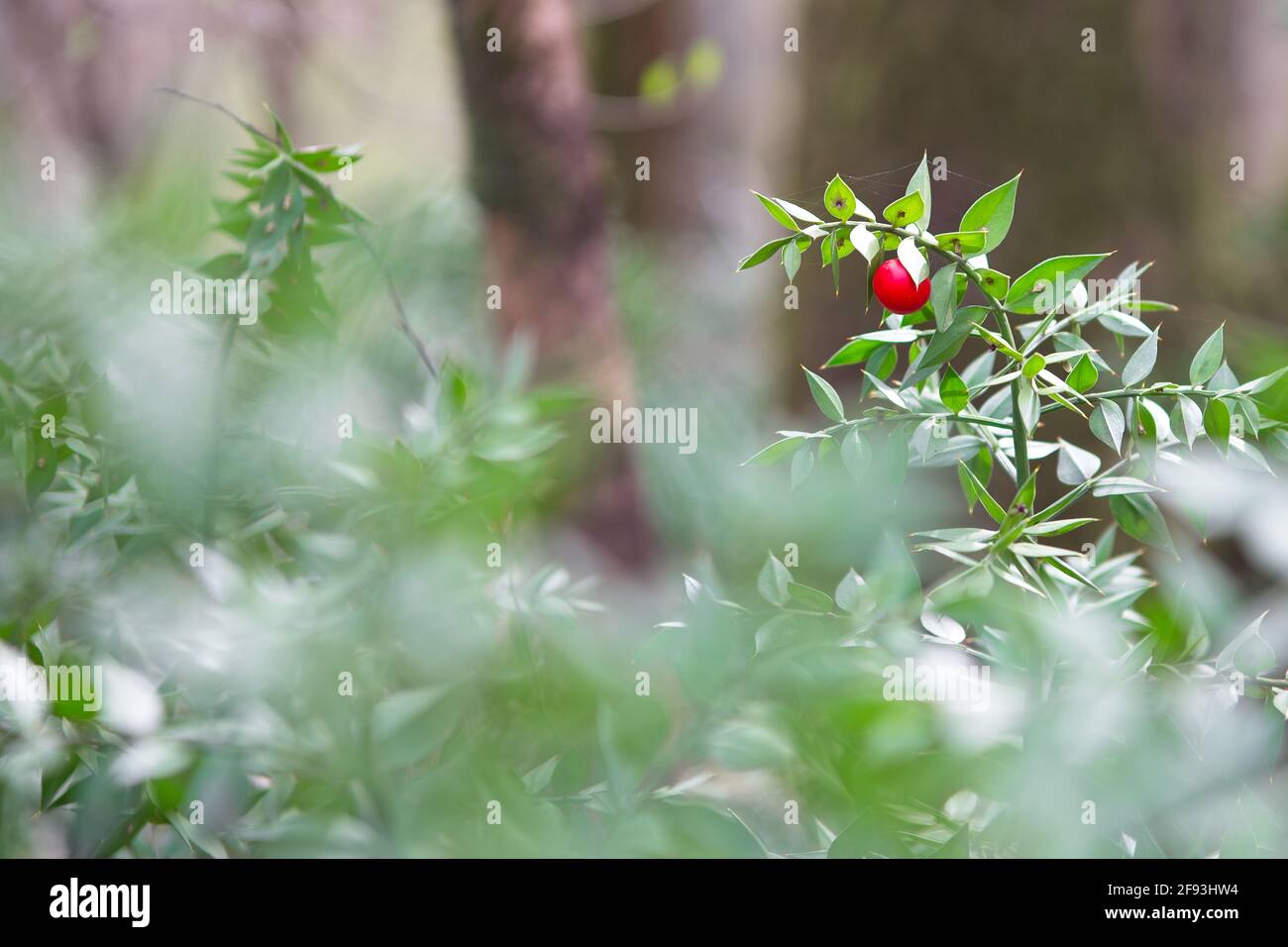 wild ruscus aculeatus red and green Stock Photo - Alamy