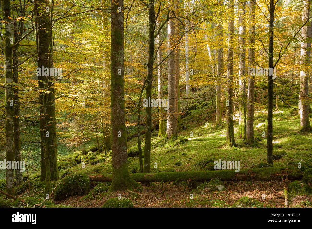 foliage inside an Italian forest at fall Stock Photo - Alamy