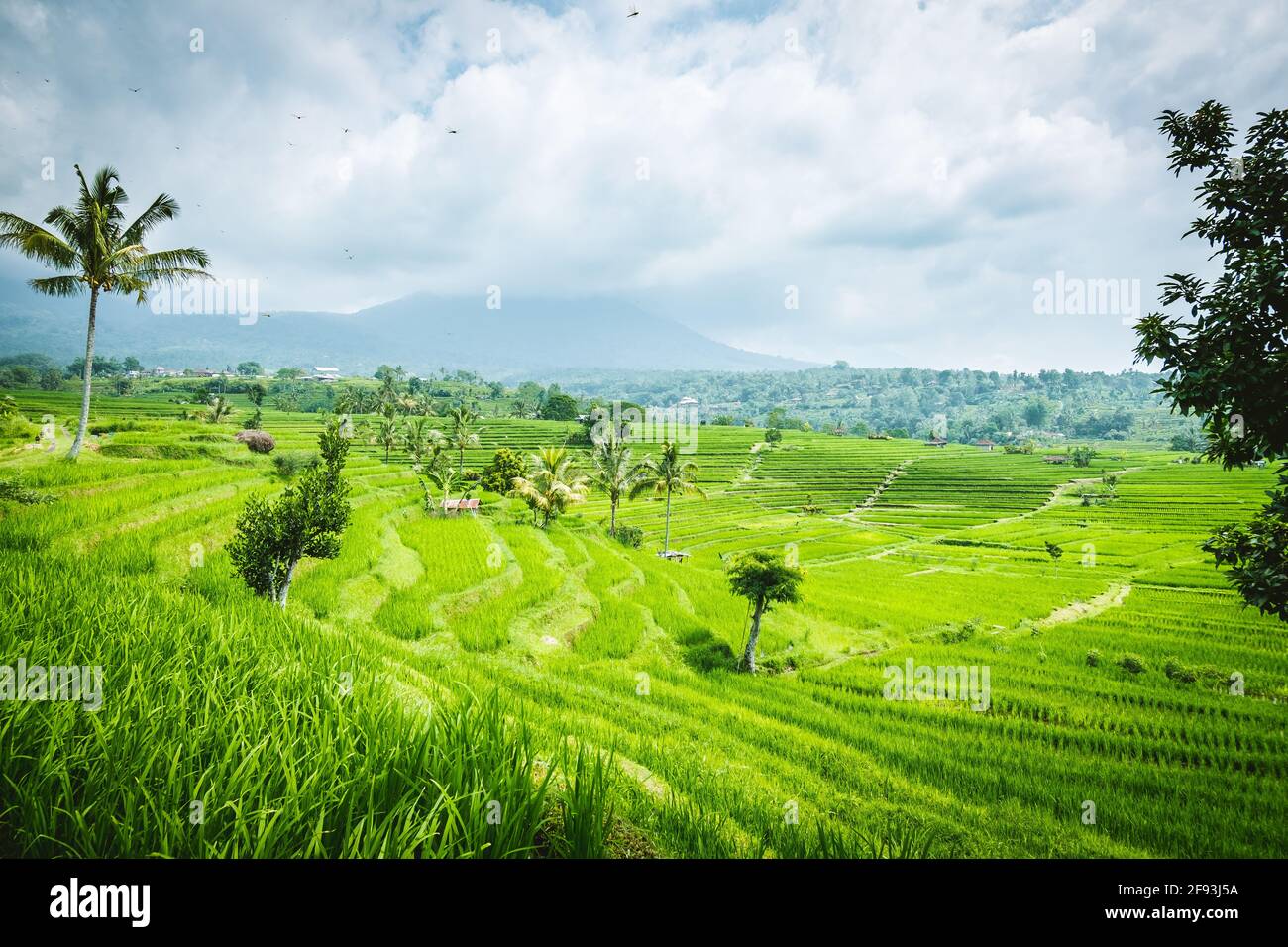 The rice fields in Bali Stock Photo - Alamy