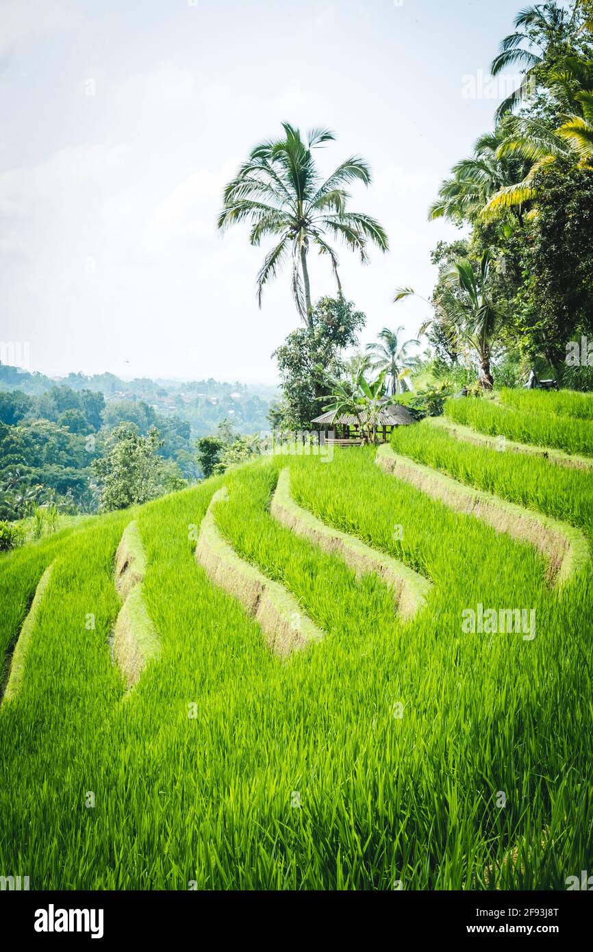 The rice fields in Bali Stock Photo - Alamy