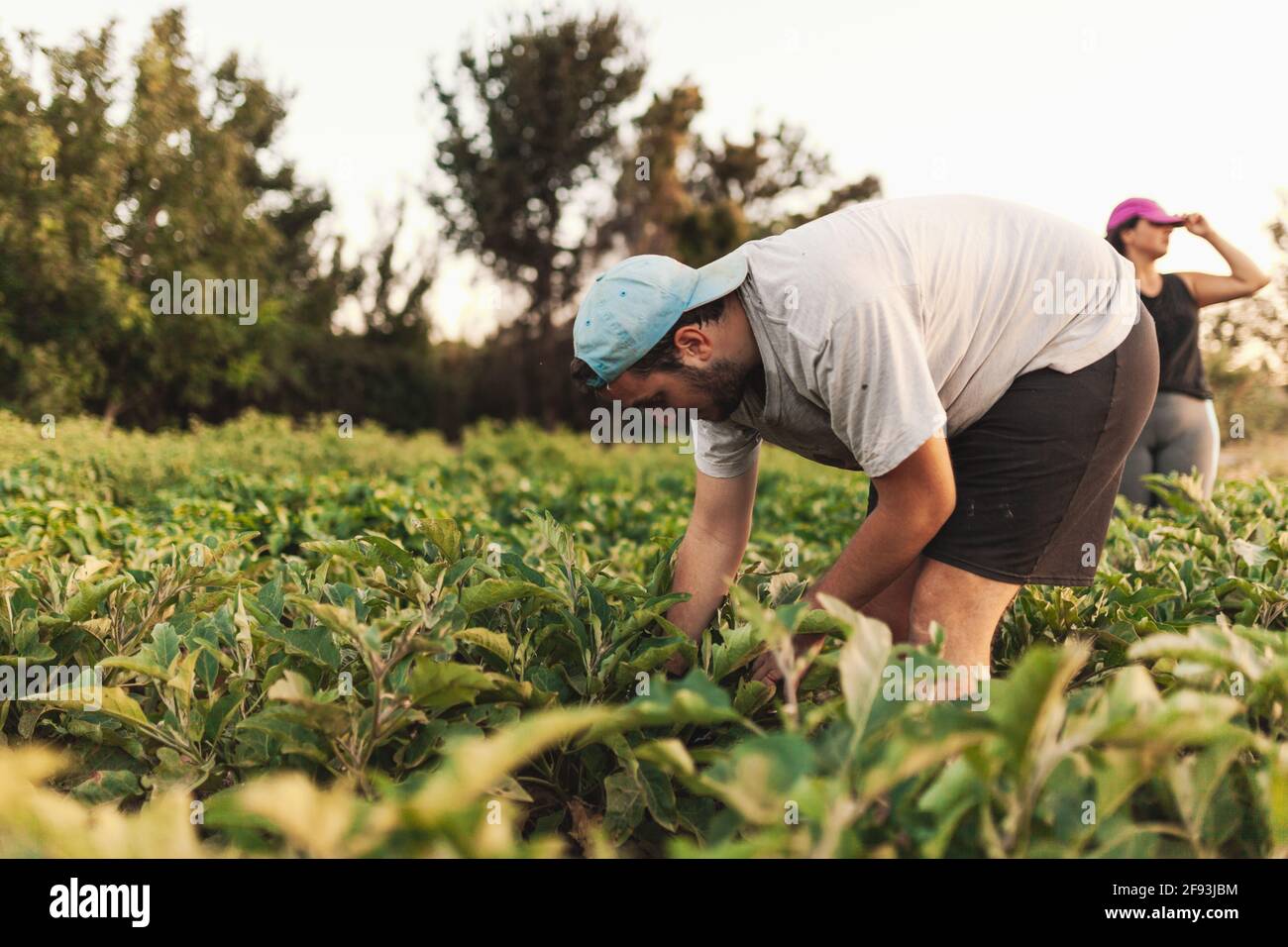 Man grower working and harvesting fresh black eggplant or aubergines in ...