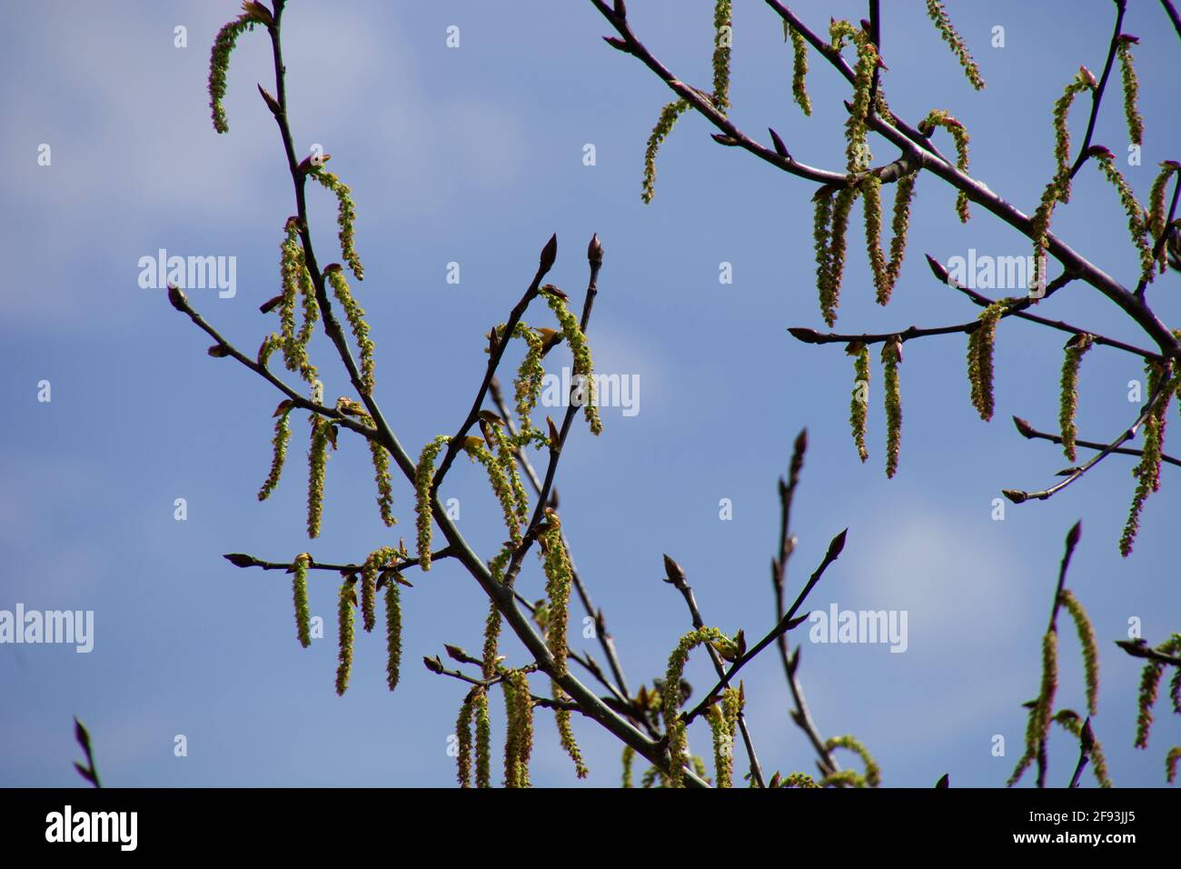 Populus nigra catkins hi-res stock photography and images - Alamy