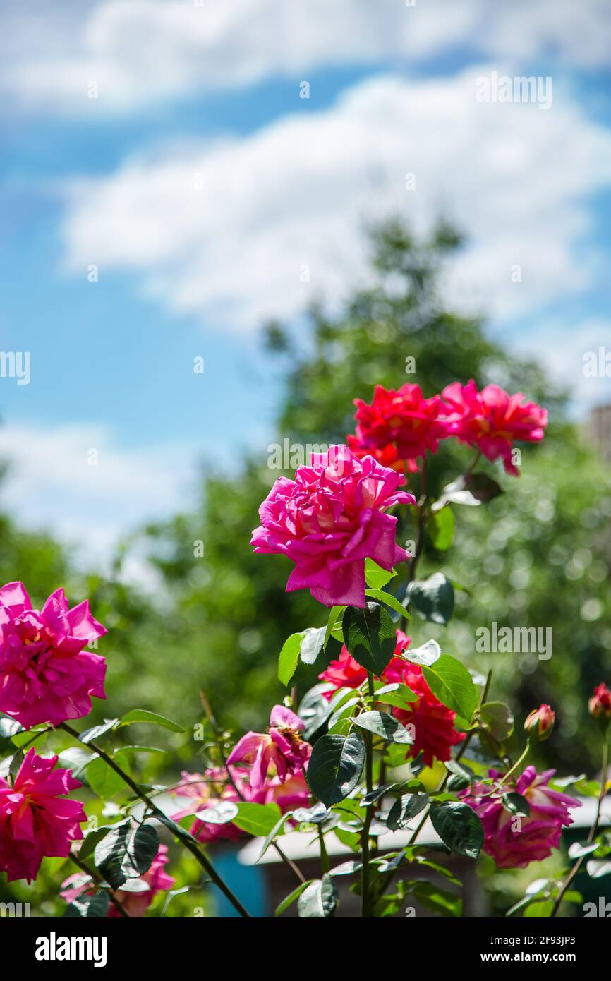 Beautiful rose bush against blue sky with white clouds Stock Photo - Alamy