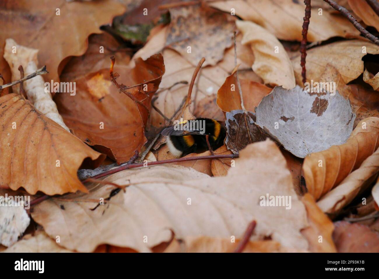 Bumblebee sits on tree hi-res stock photography and images - Alamy