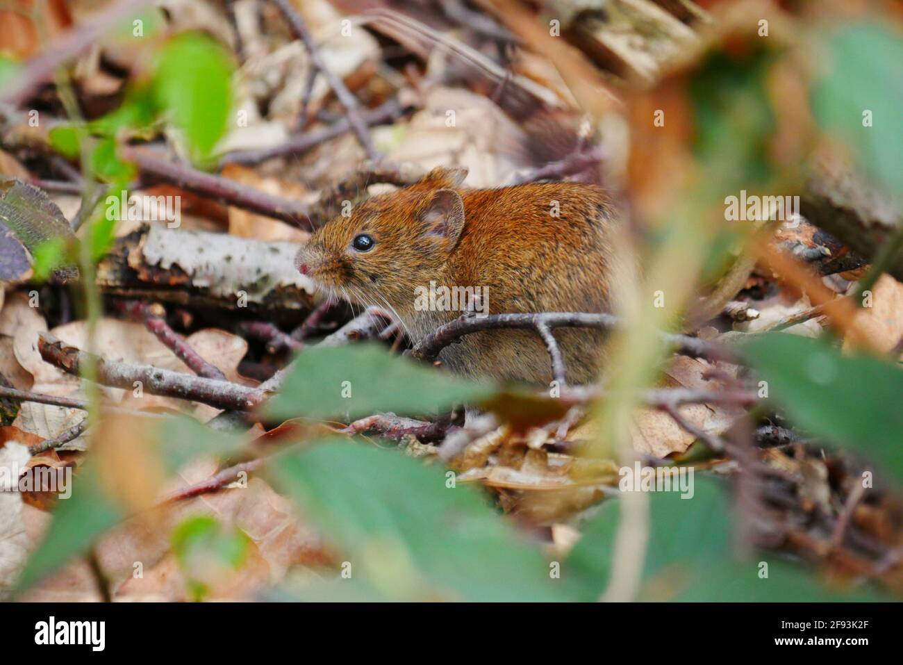 Mouse under its tail hi-res stock photography and images - Alamy