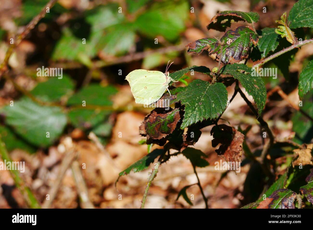 yellow brimstone sits on a leaf and sunbathes Stock Photo - Alamy
