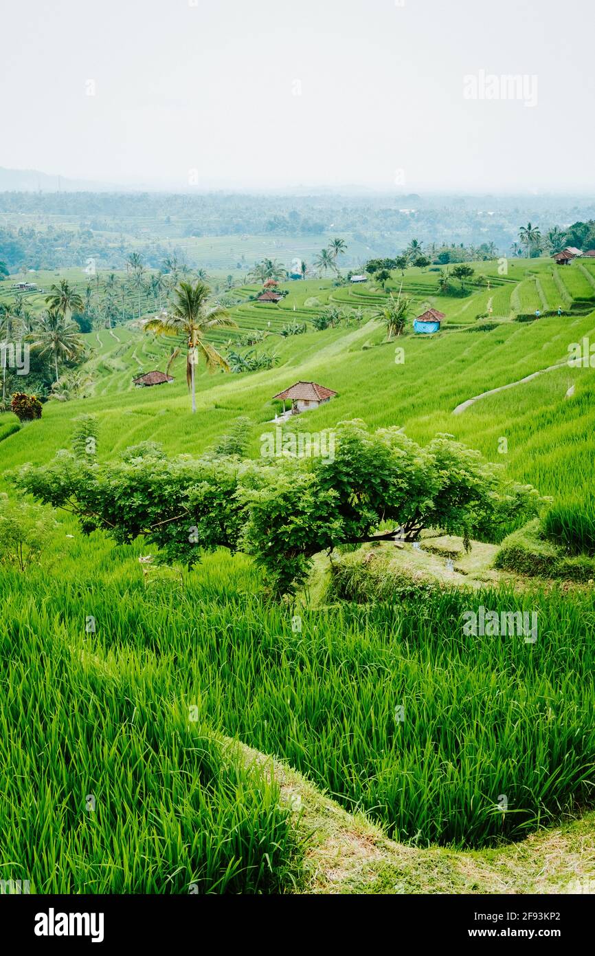 The rice fields in Bali Stock Photo - Alamy