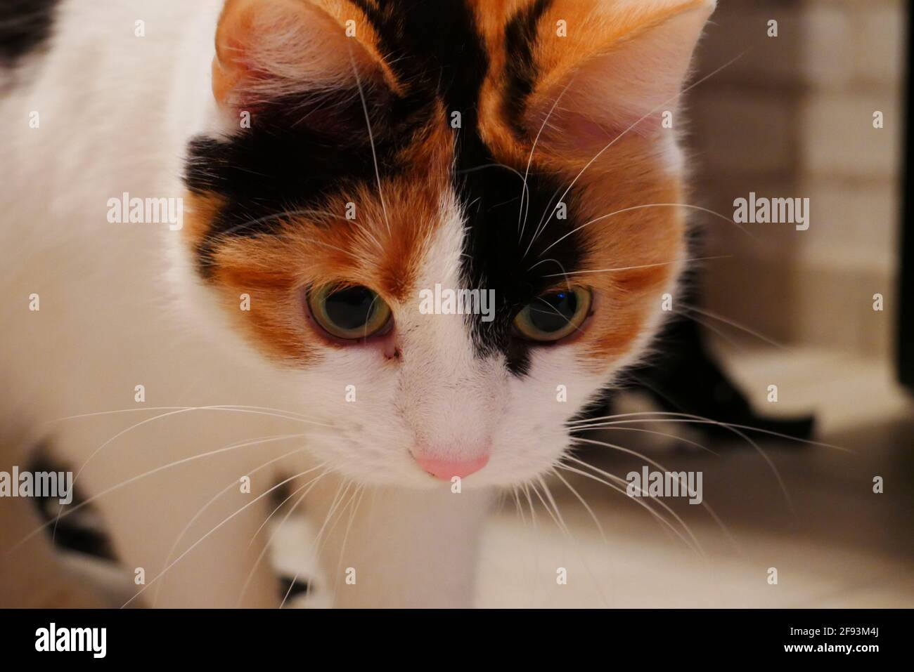 Tricolore cat hi-res stock photography and images - Alamy