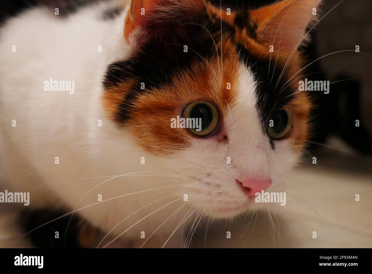 Tricolore cat hi-res stock photography and images - Alamy