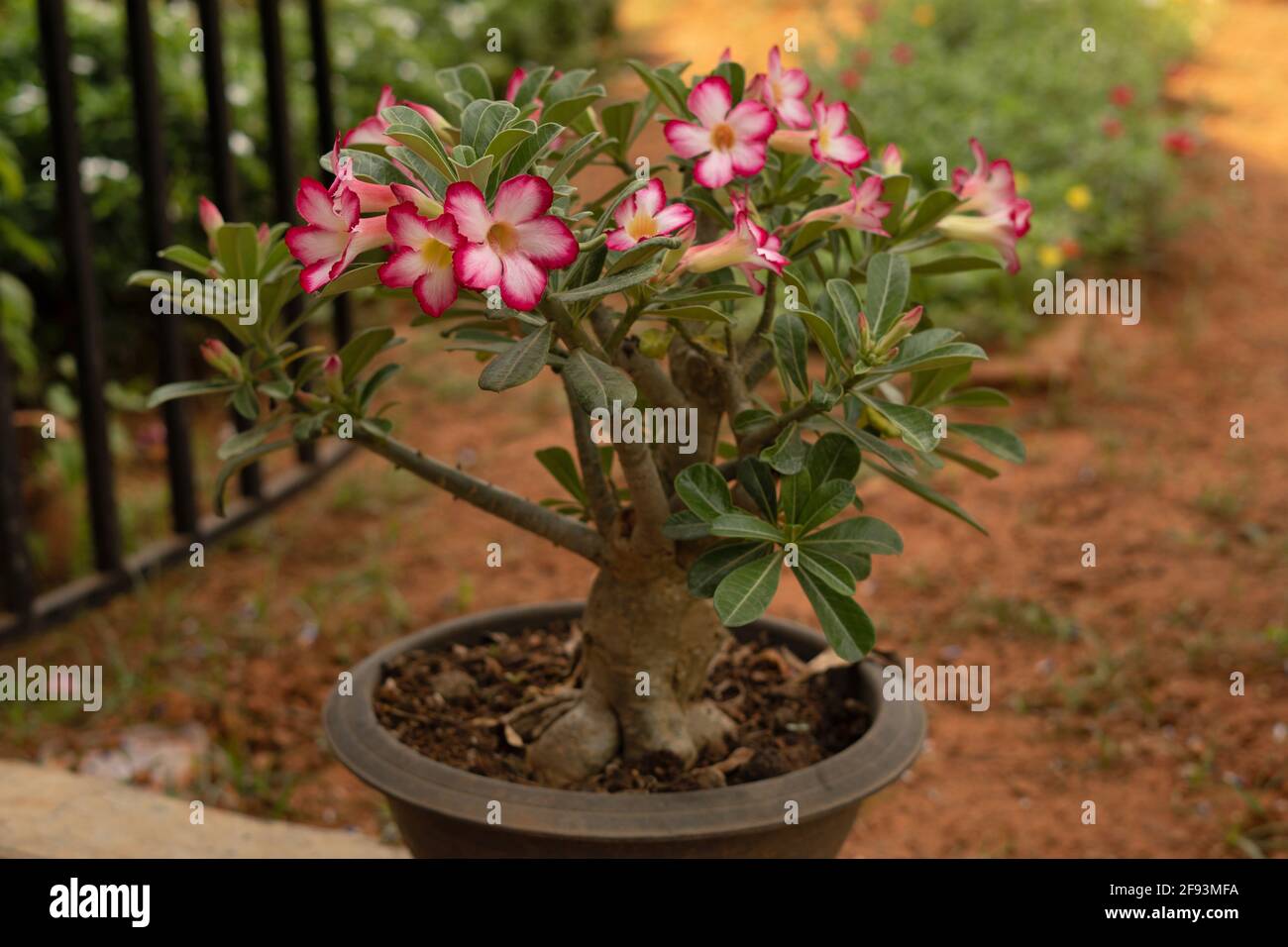 Desert rose single flower plant, Adenium obesum, India Stock Photo - Alamy