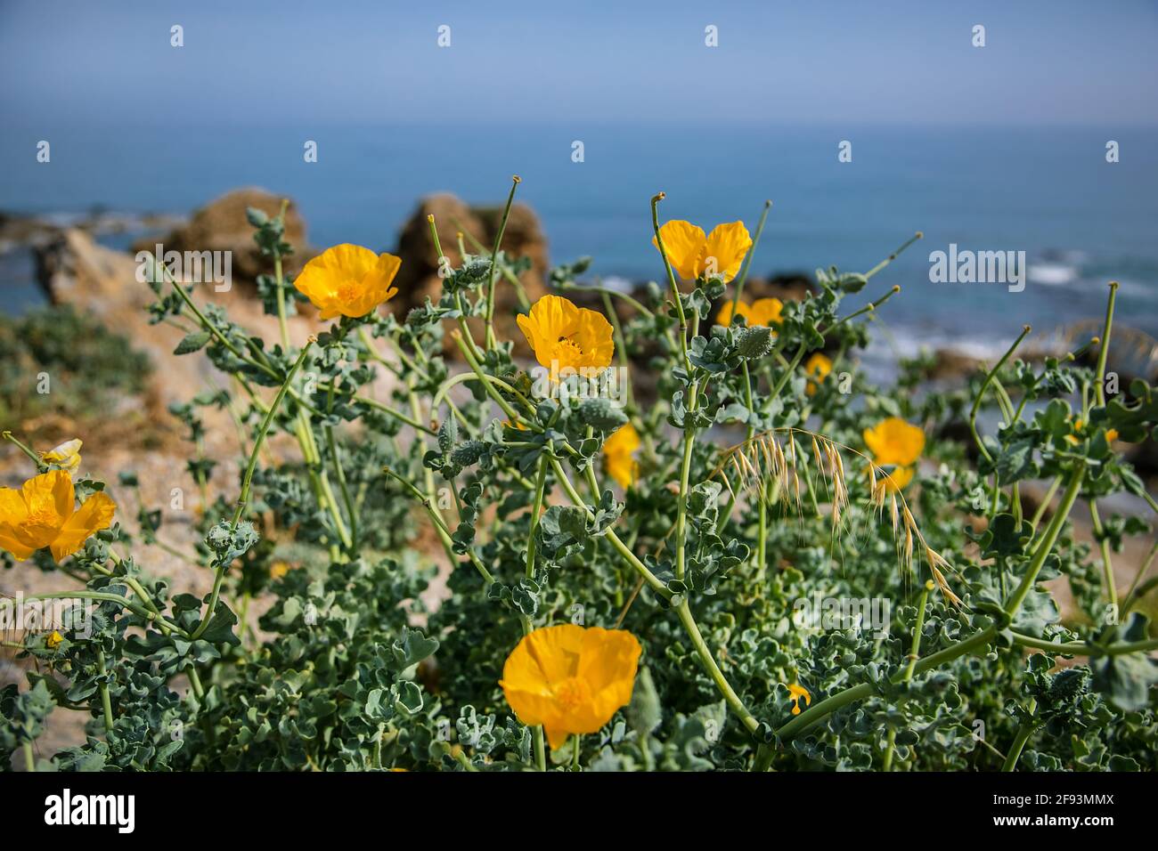 Cyprus wildflowers hi-res stock photography and images - Alamy
