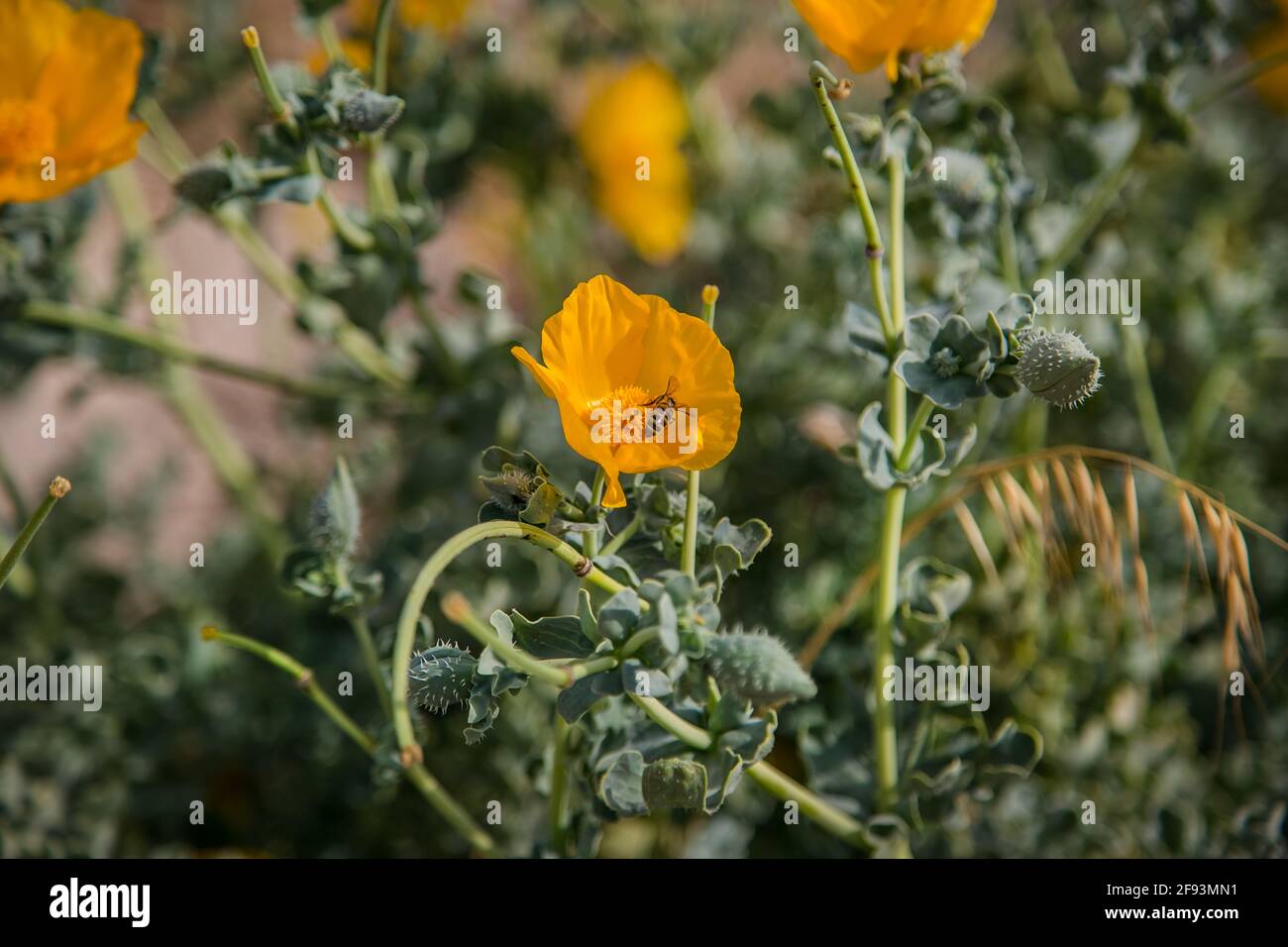 Cyprus wildflowers hi-res stock photography and images - Alamy