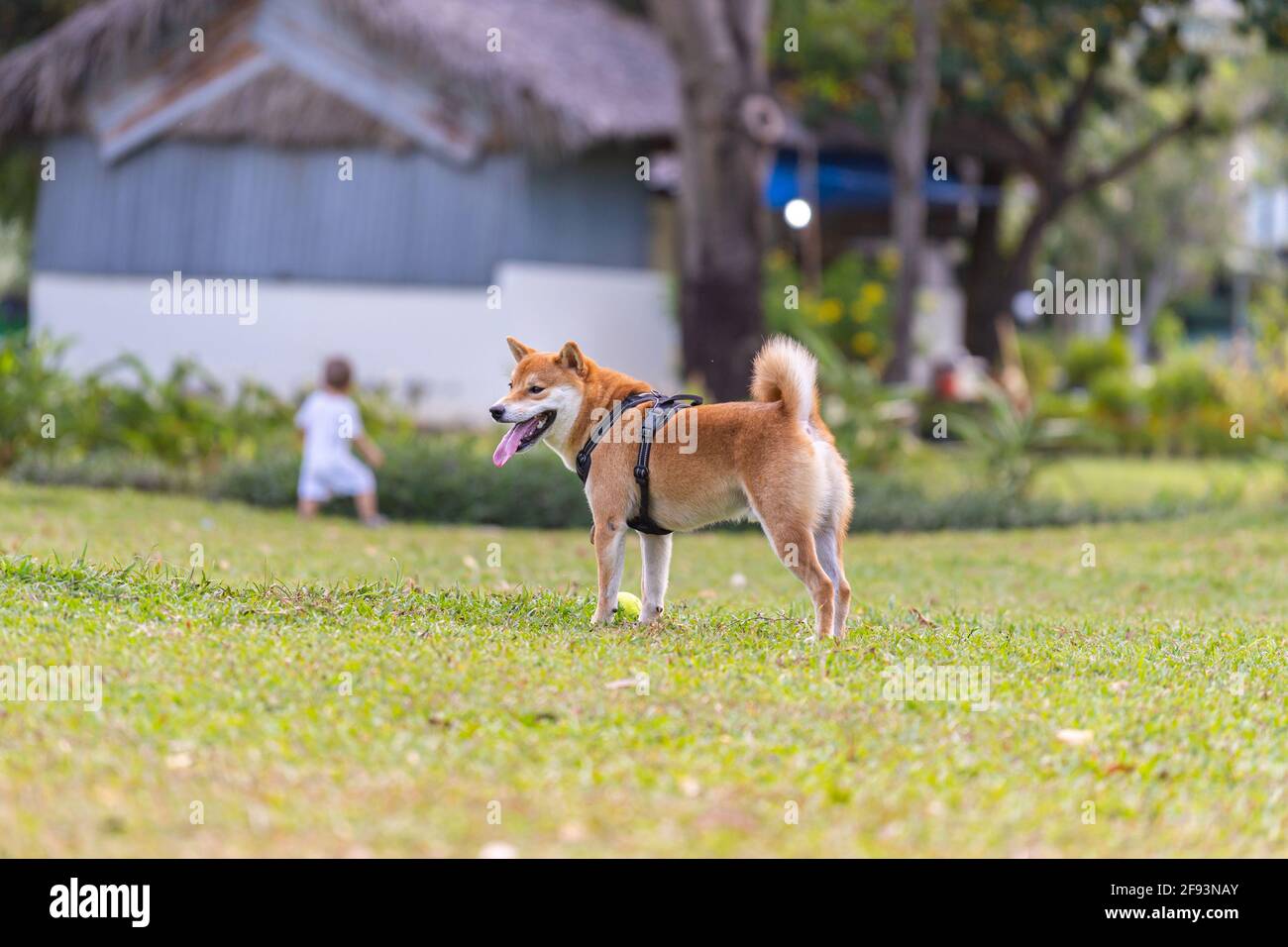 Little akita hi-res stock photography and images - Alamy
