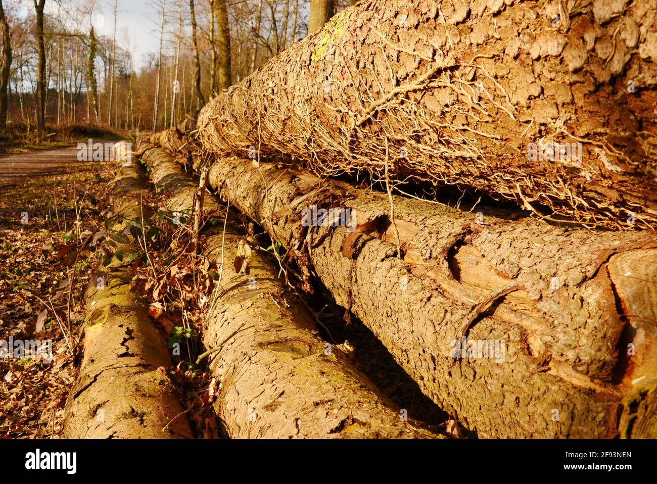 Pile of felled tree trunks in the sunlight Stock Photo - Alamy