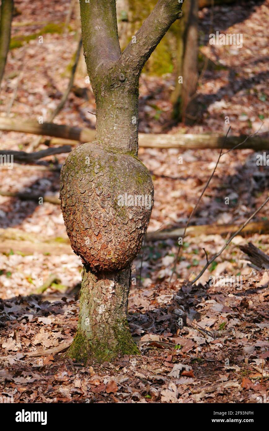 Tree bark growth hi-res stock photography and images - Alamy