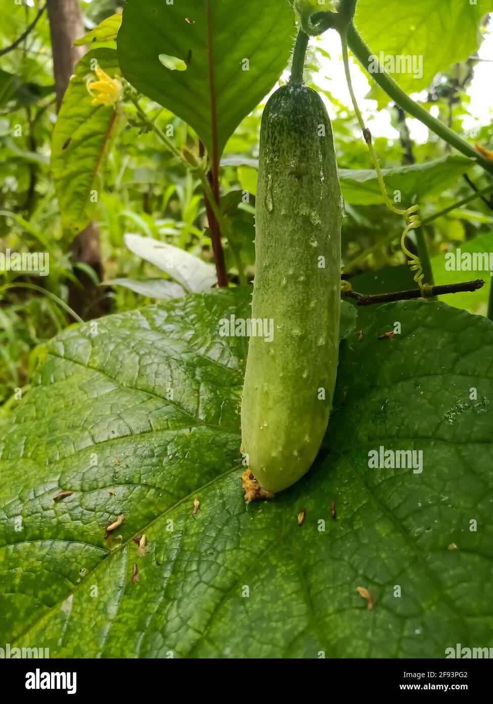 Cucumber environment hi-res stock photography and images - Alamy
