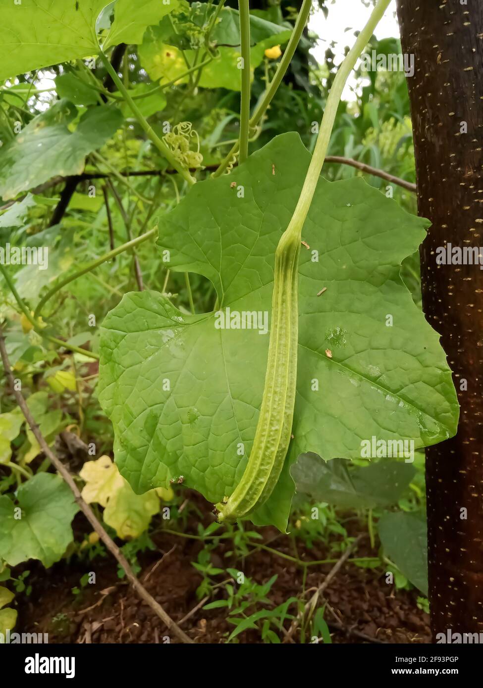 Sponge Gourd vegetable food on Vine Stock Photo - Alamy