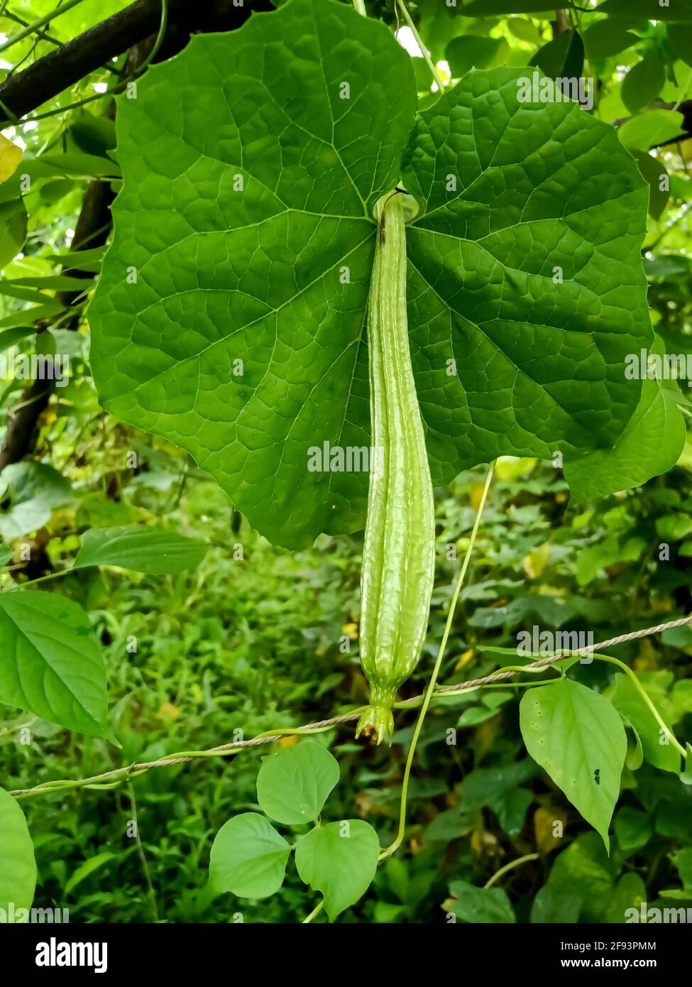 Indian vegetables hi-res stock photography and images - Alamy
