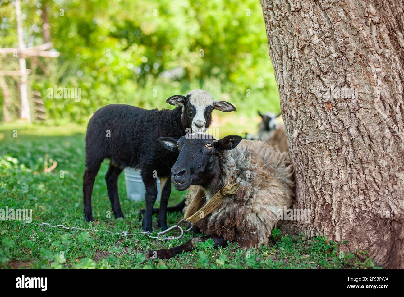 Romanov sheep on the green pastureRomanovskaya sheep and lambs on green ...