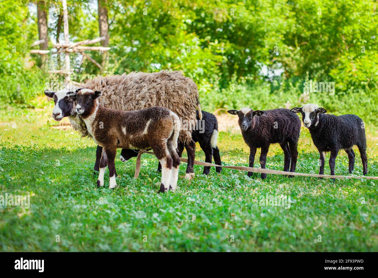 Romanov sheep hi-res stock photography and images - Alamy