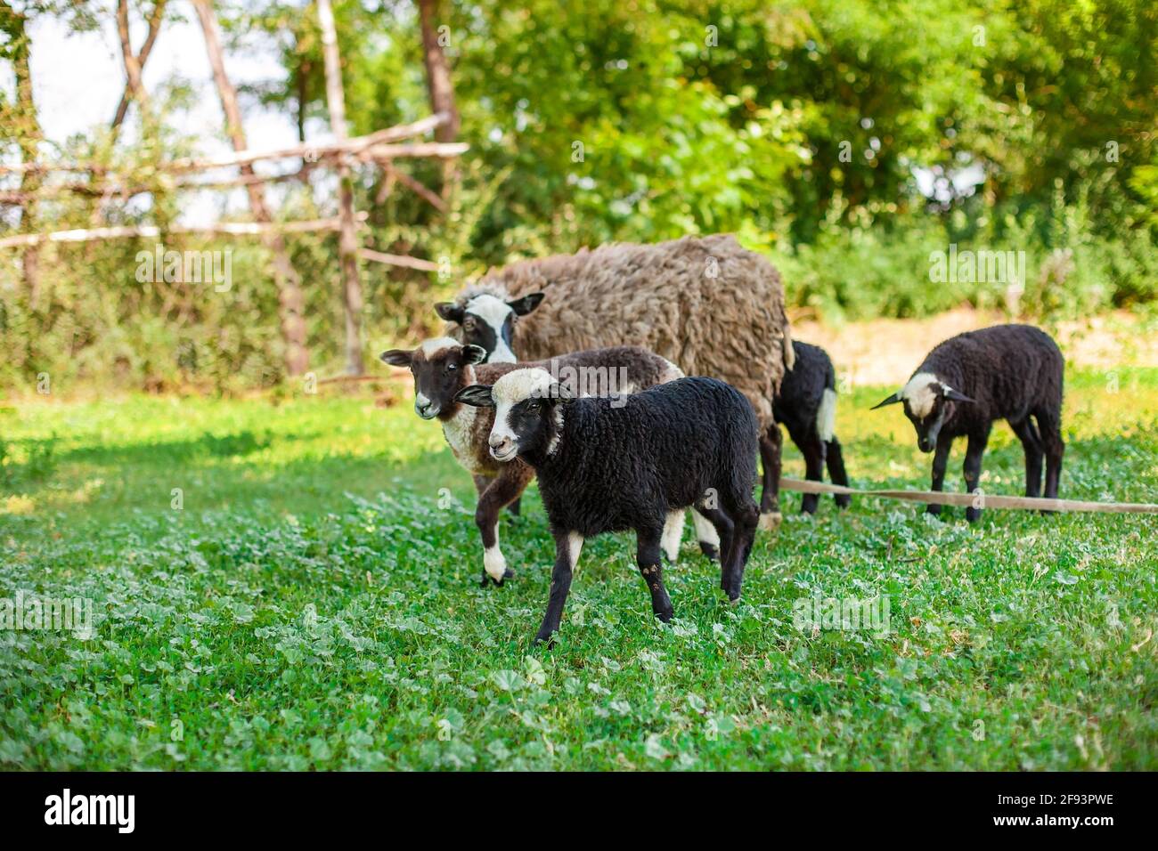Romanov sheep hi-res stock photography and images - Alamy