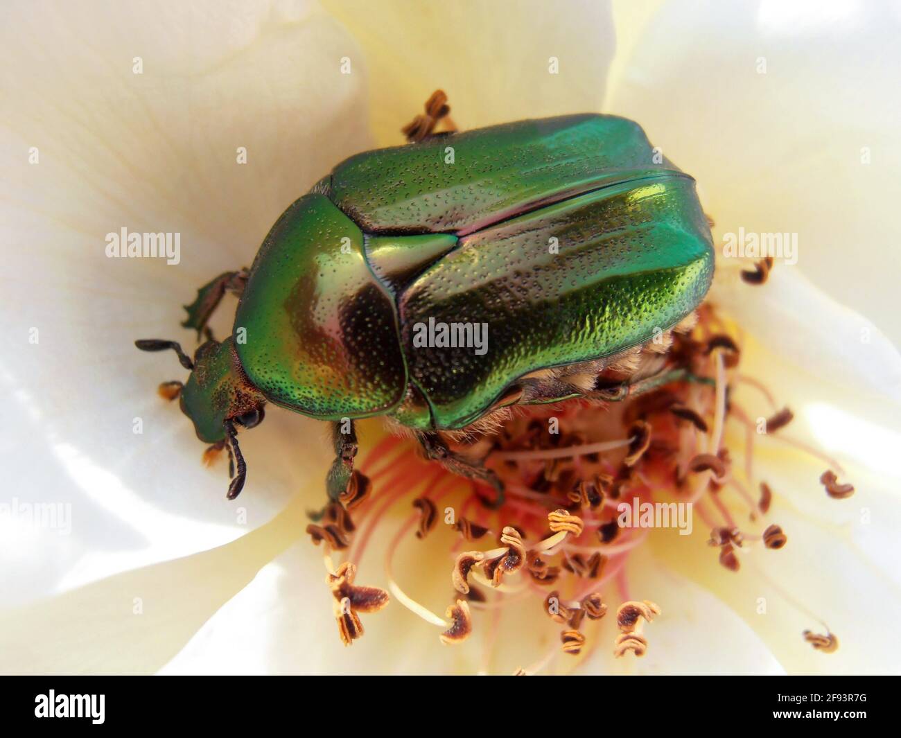 Beetle in green nature hi-res stock photography and images - Alamy