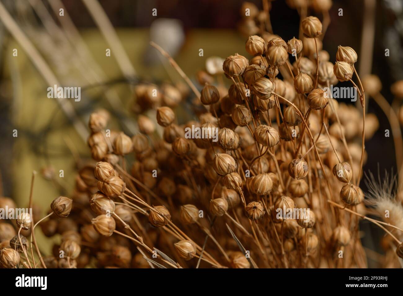 Dried plants, nature background. High quality photo Stock Photo - Alamy