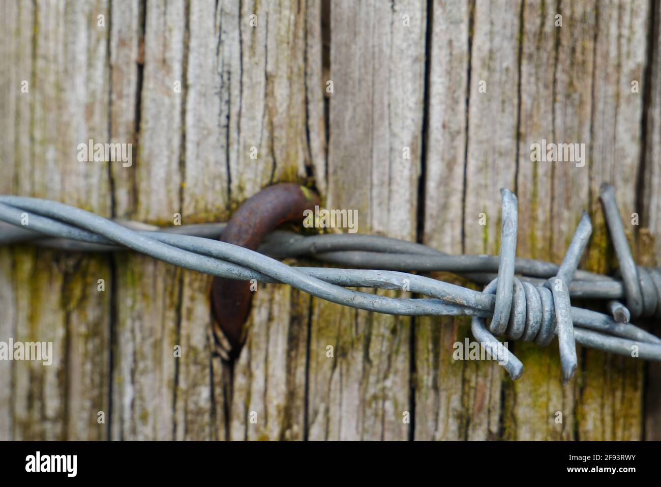 Barbed wire attached to a tree trunk with a rusty nail Stock Photo - Alamy