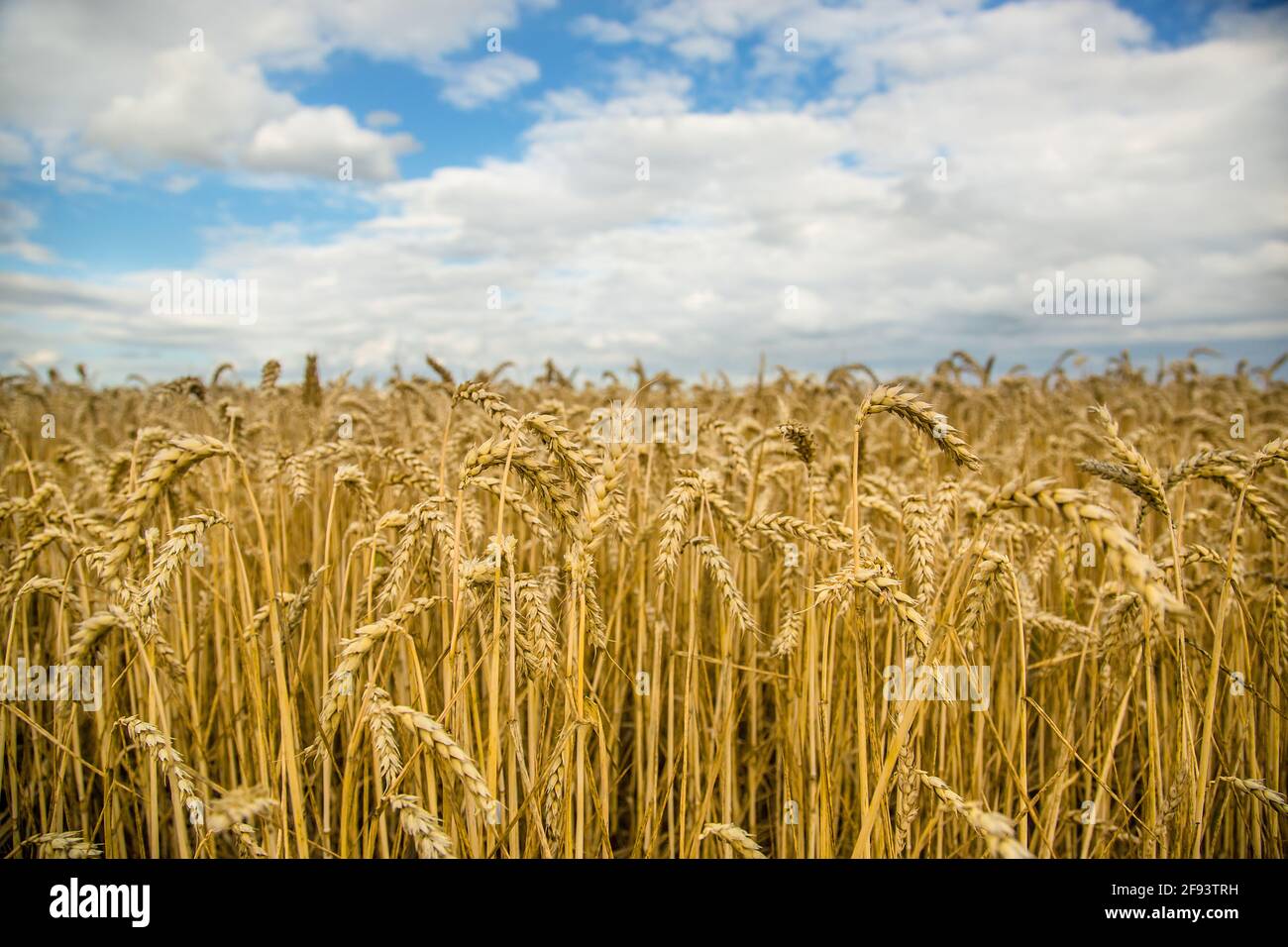 Yellow field, crop of cereals. Cloudy sky over a golden field Stock ...