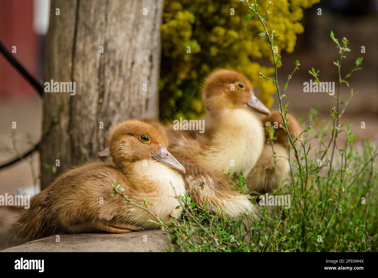 Three little ducklings hi-res stock photography and images - Alamy
