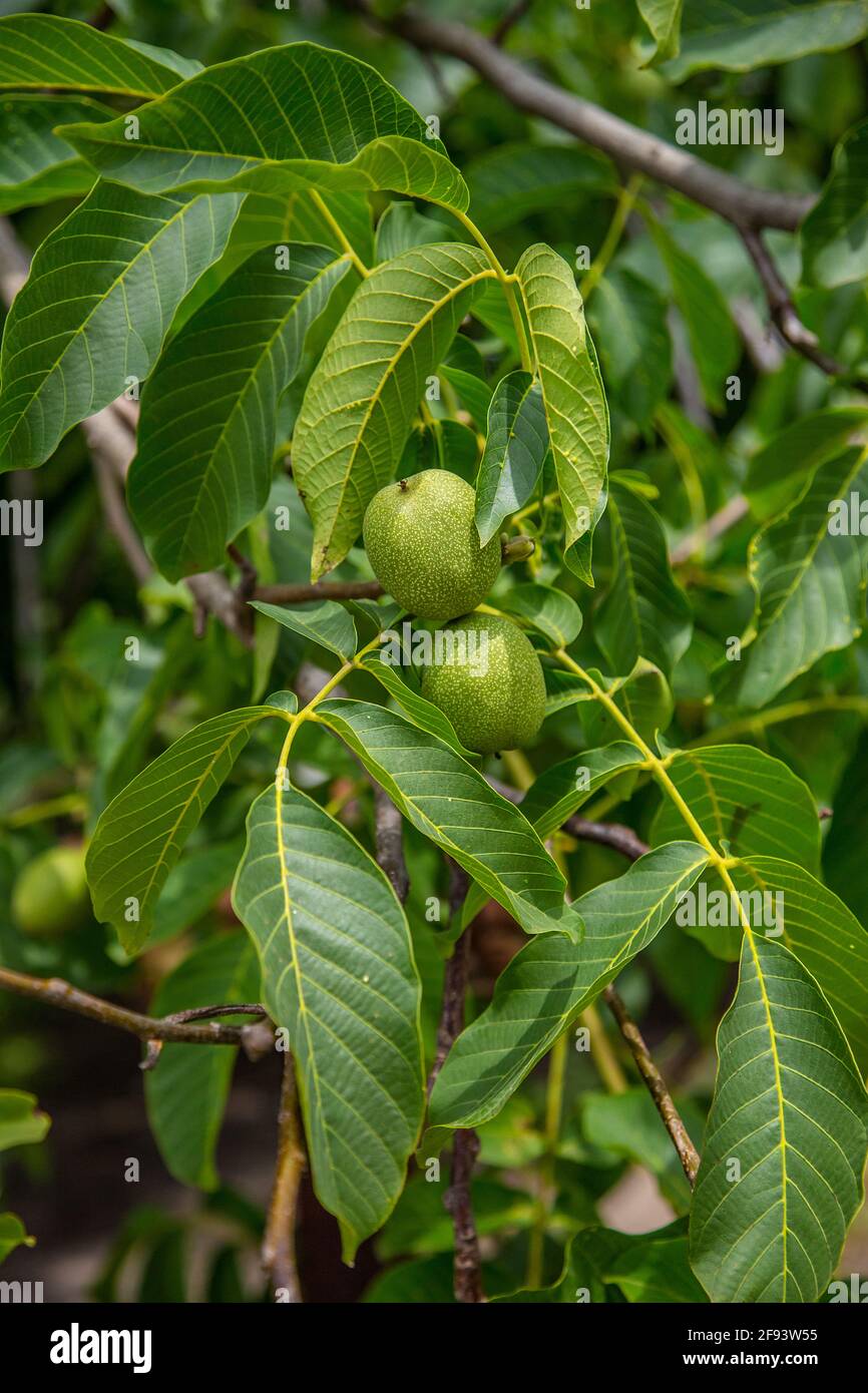 Walnut tree grow waiting hi-res stock photography and images - Alamy