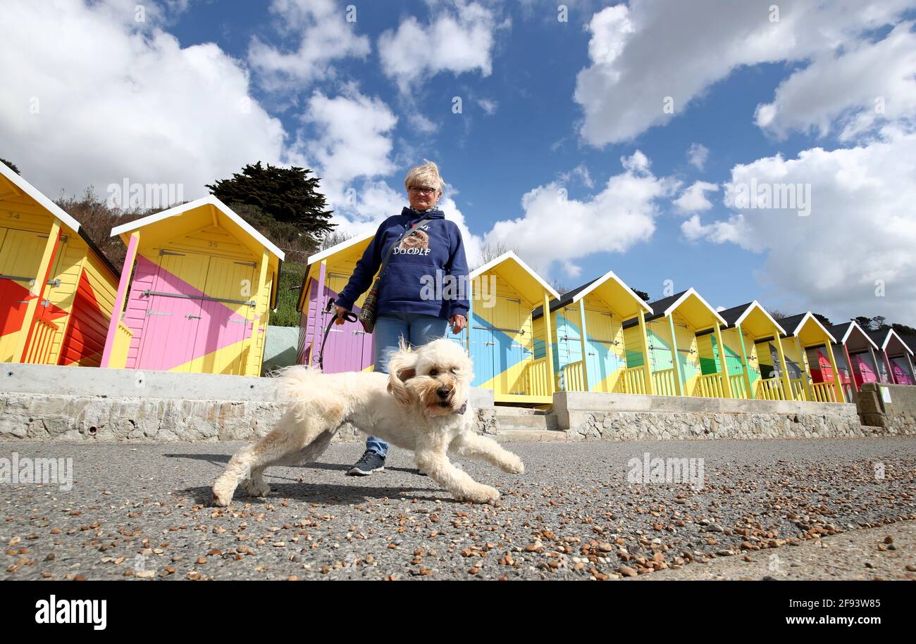 Angela Dillon takes Lily, a Miniature Goldendoodle, for a walk in the ...