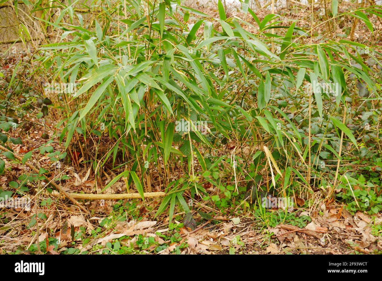 bamboo bush in spring forest Stock Photo - Alamy