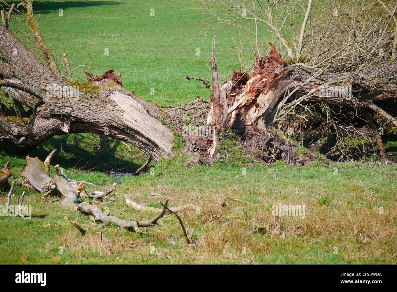 close up of a dead tree that was split by a lightning strike and is ...