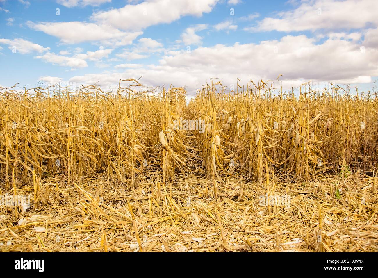 agricultural field with cornagricultural field with corn, harvesting ...