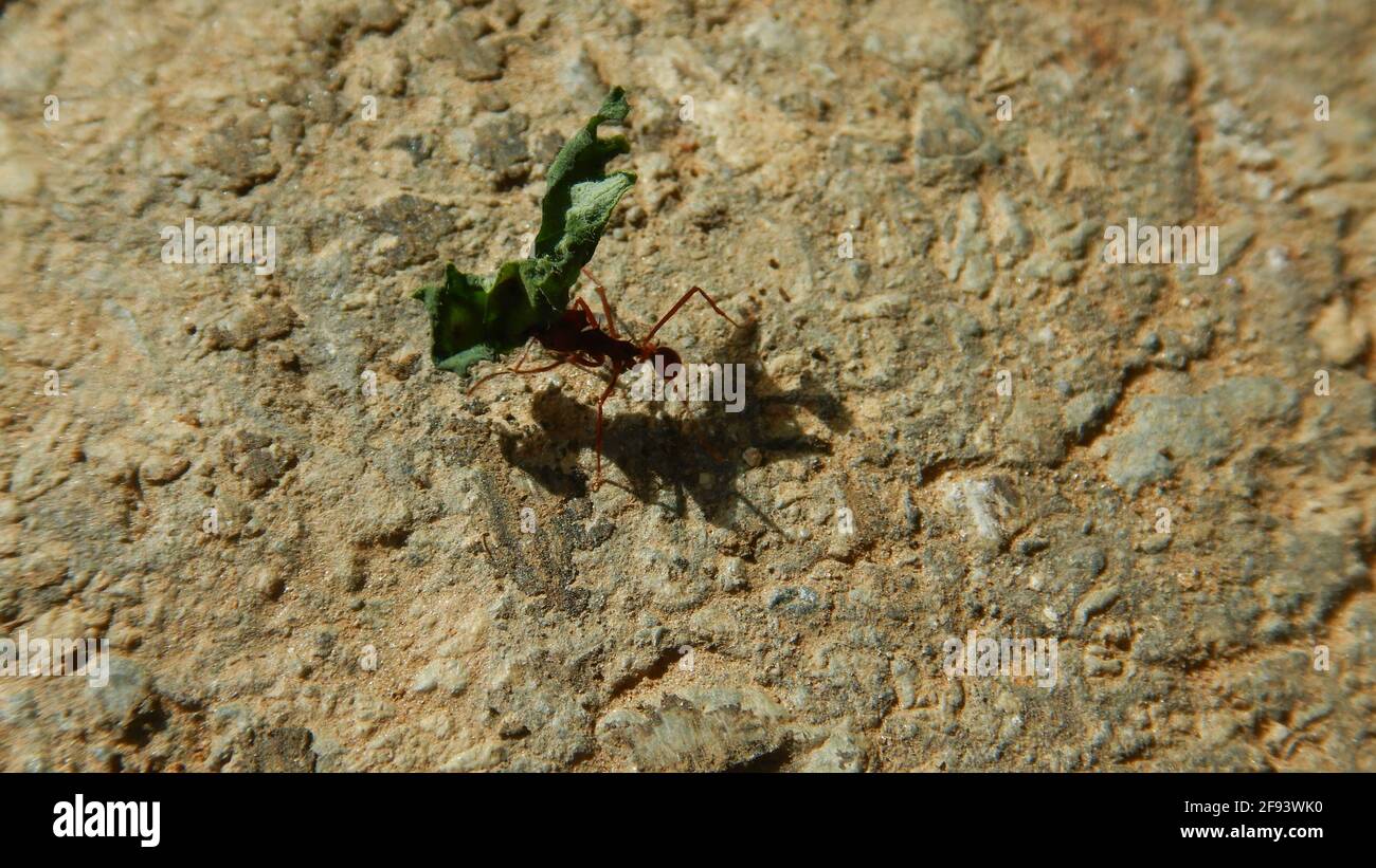 Top view of a green leafcutter ant on a rough surface Stock Photo - Alamy