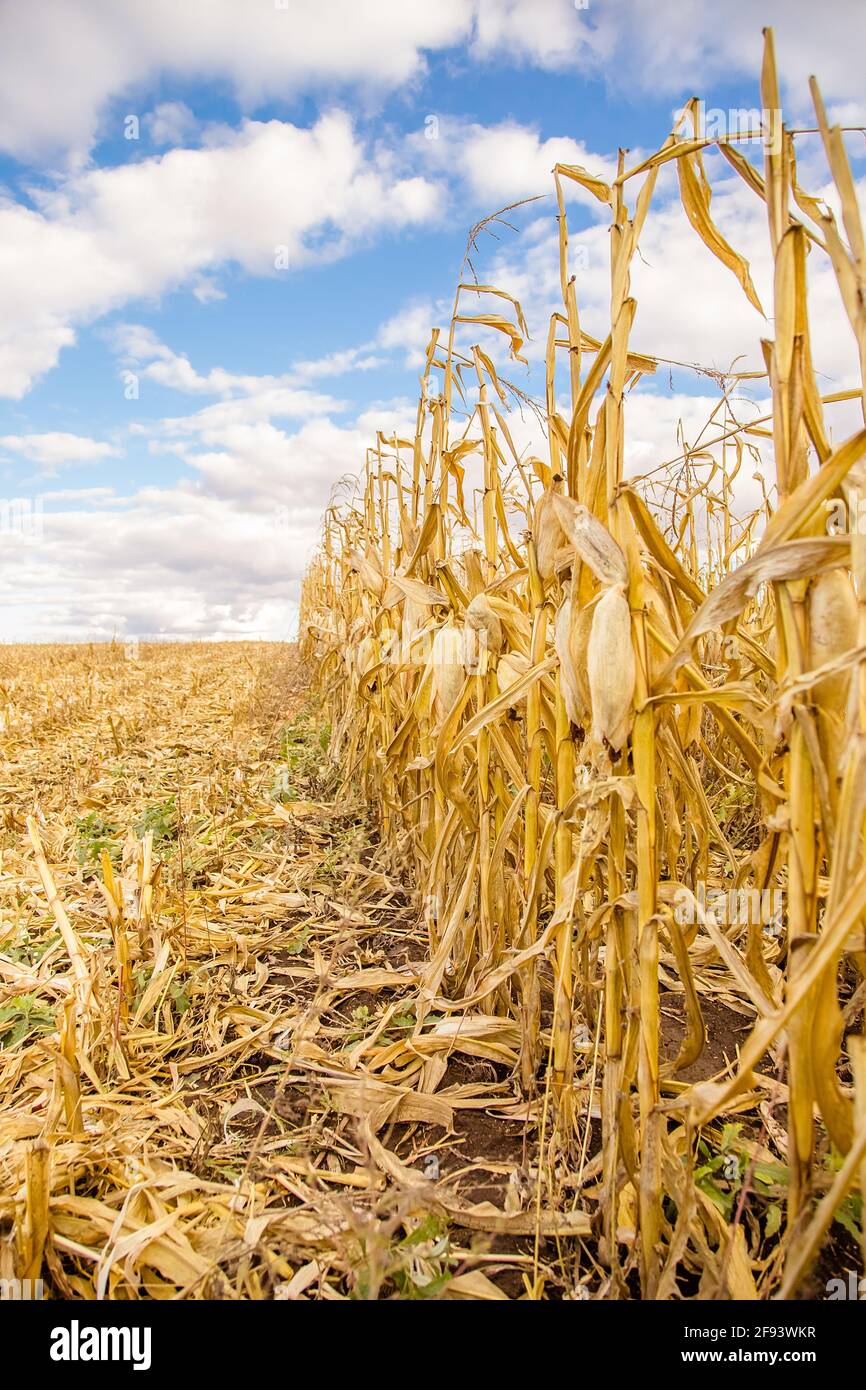 agricultural field with cornagricultural field with corn, harvesting ...